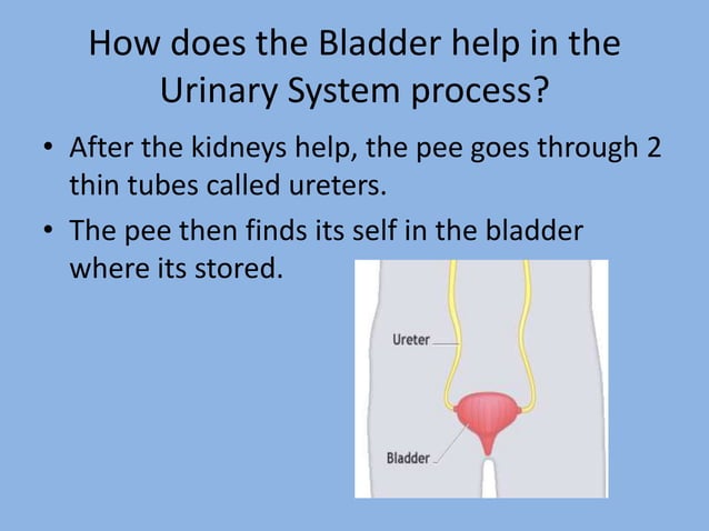 The Urinary System | PPTX