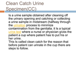 The urinary system | PPTX