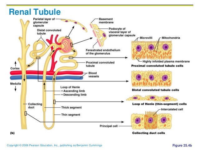 The urinary system