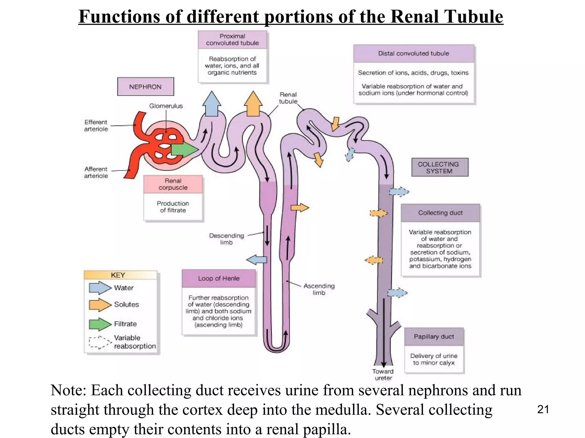 The urinary system | PPT