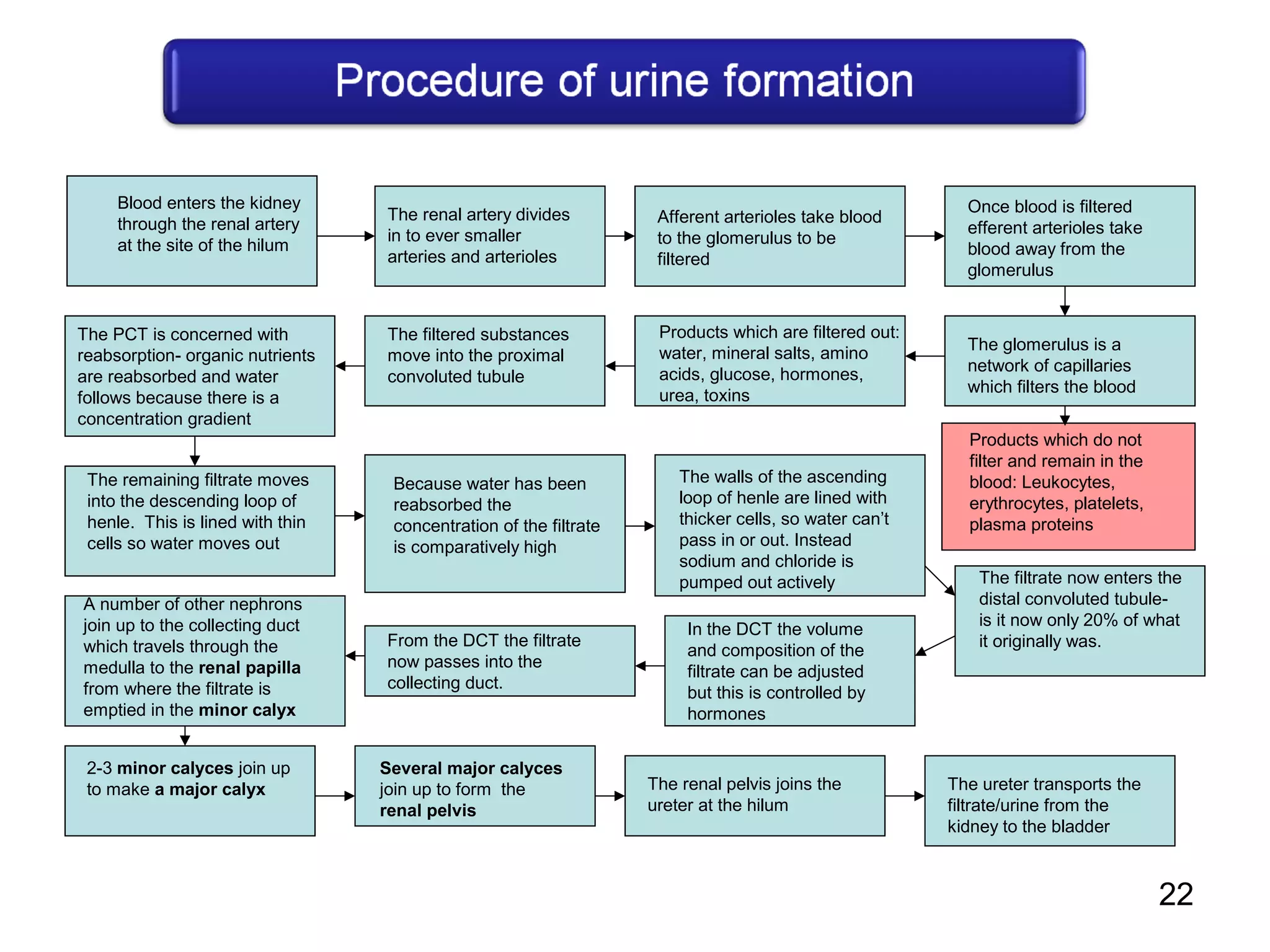 The urinary system | PPT