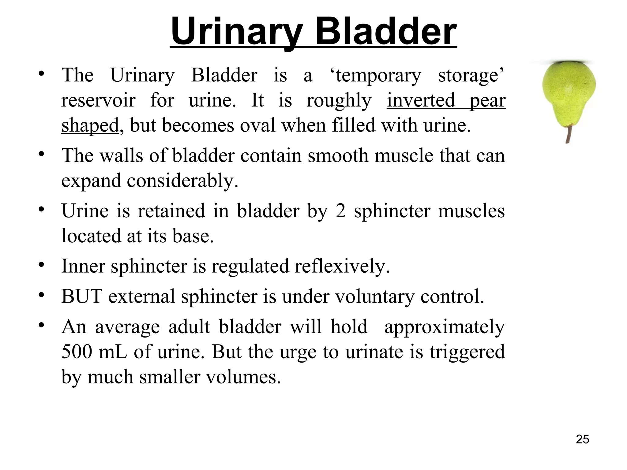 The urinary system | PPT