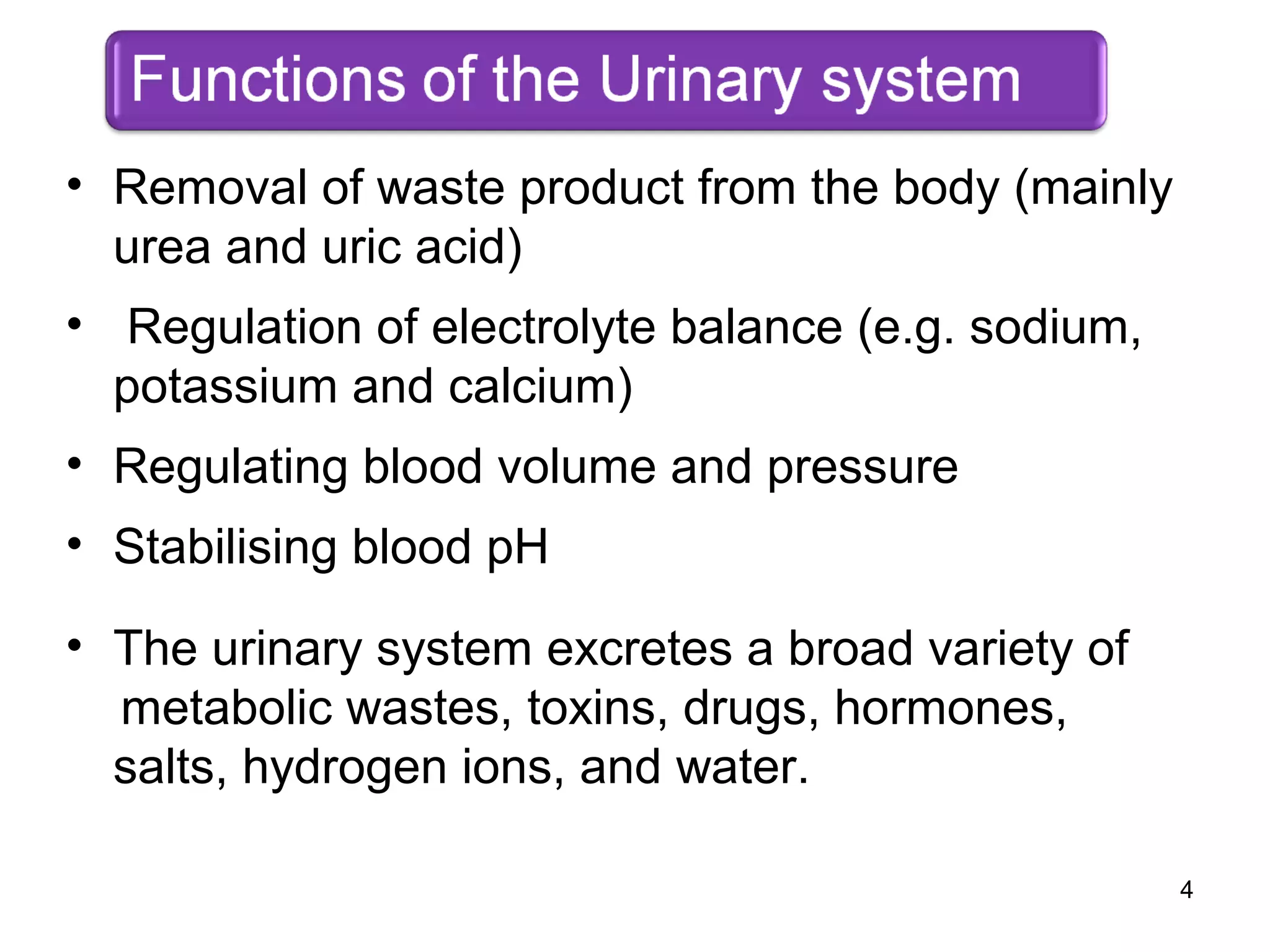 The urinary system | PPT