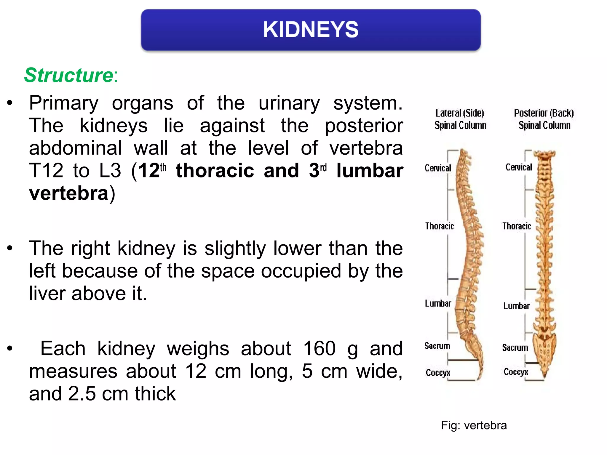 The urinary system | PPT