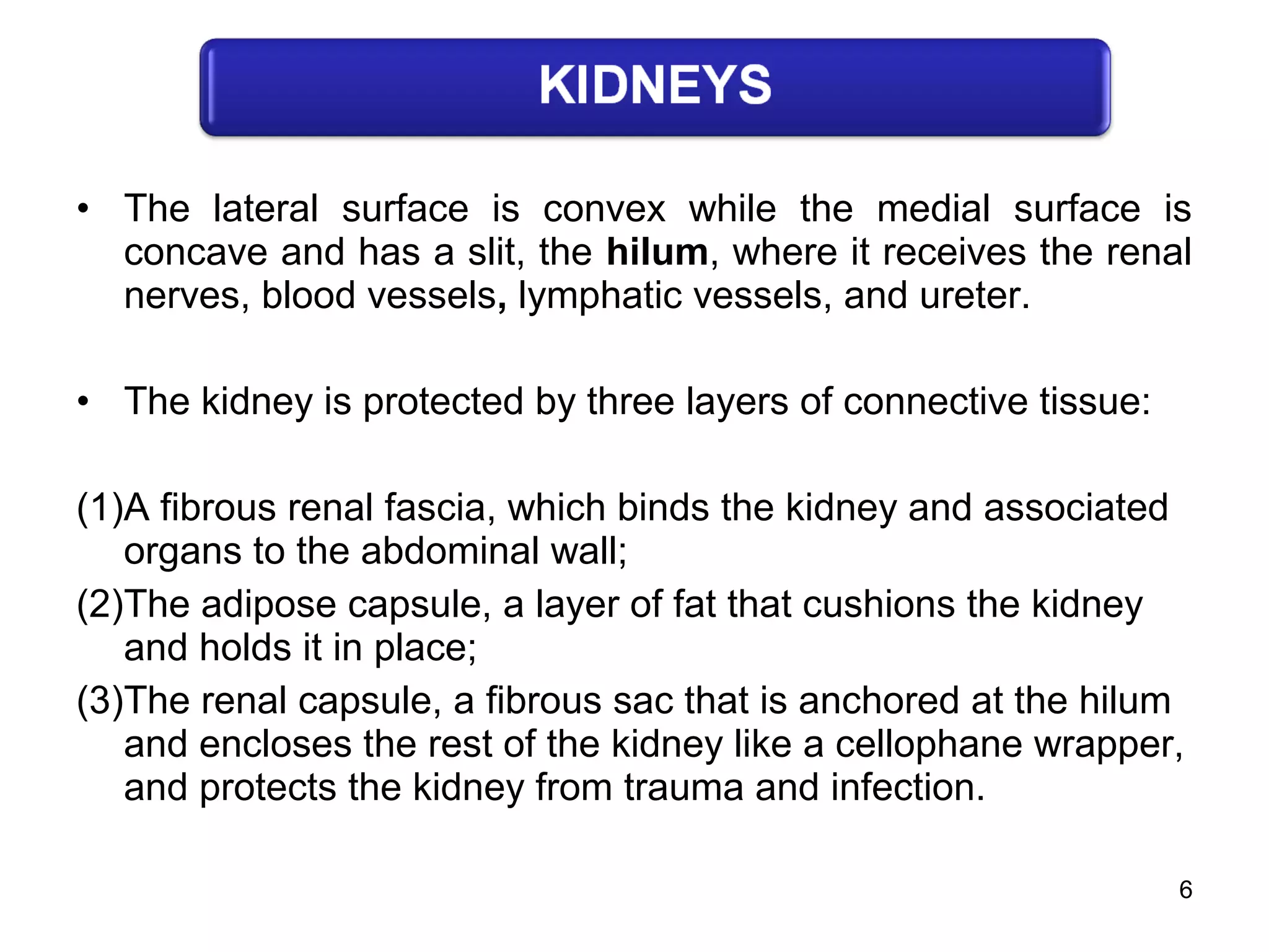 The urinary system | PPT