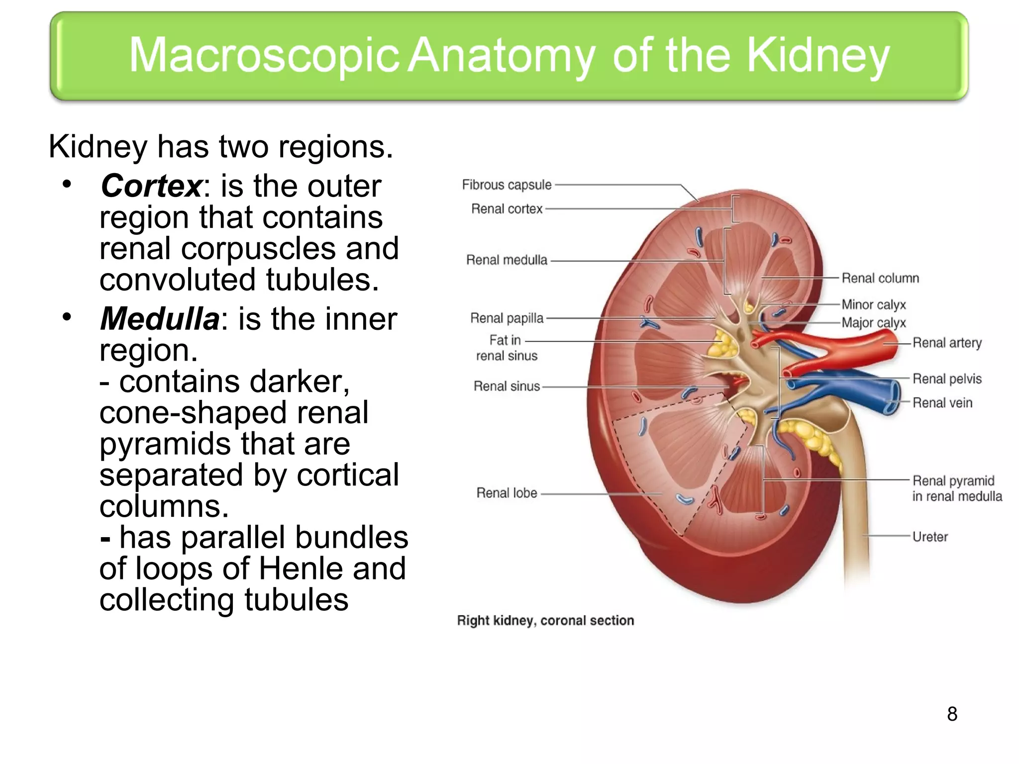 The urinary system | PPT