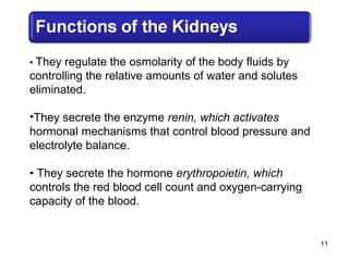 The urinary system | PPT