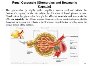 The urinary system | PPT