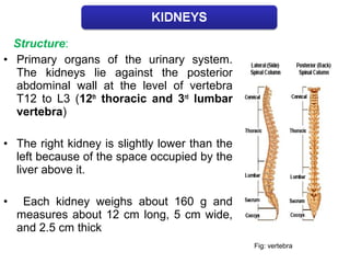 The urinary system | PPT
