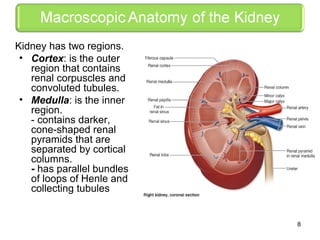 The urinary system | PPT
