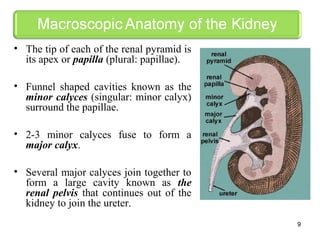 The urinary system | PPT
