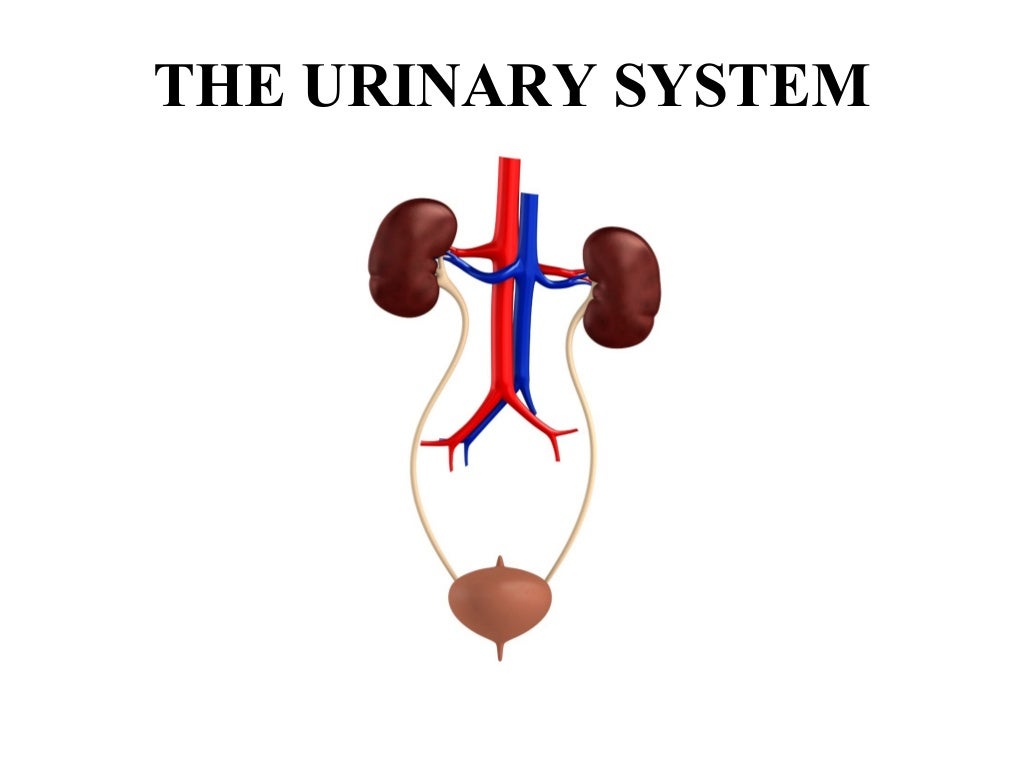 Urinary System