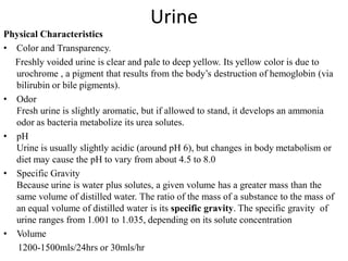 The urinary system | PDF