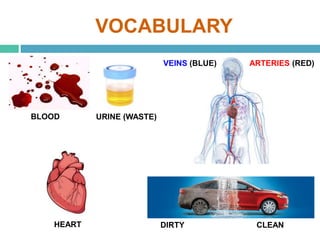 The urinary system | PPTX