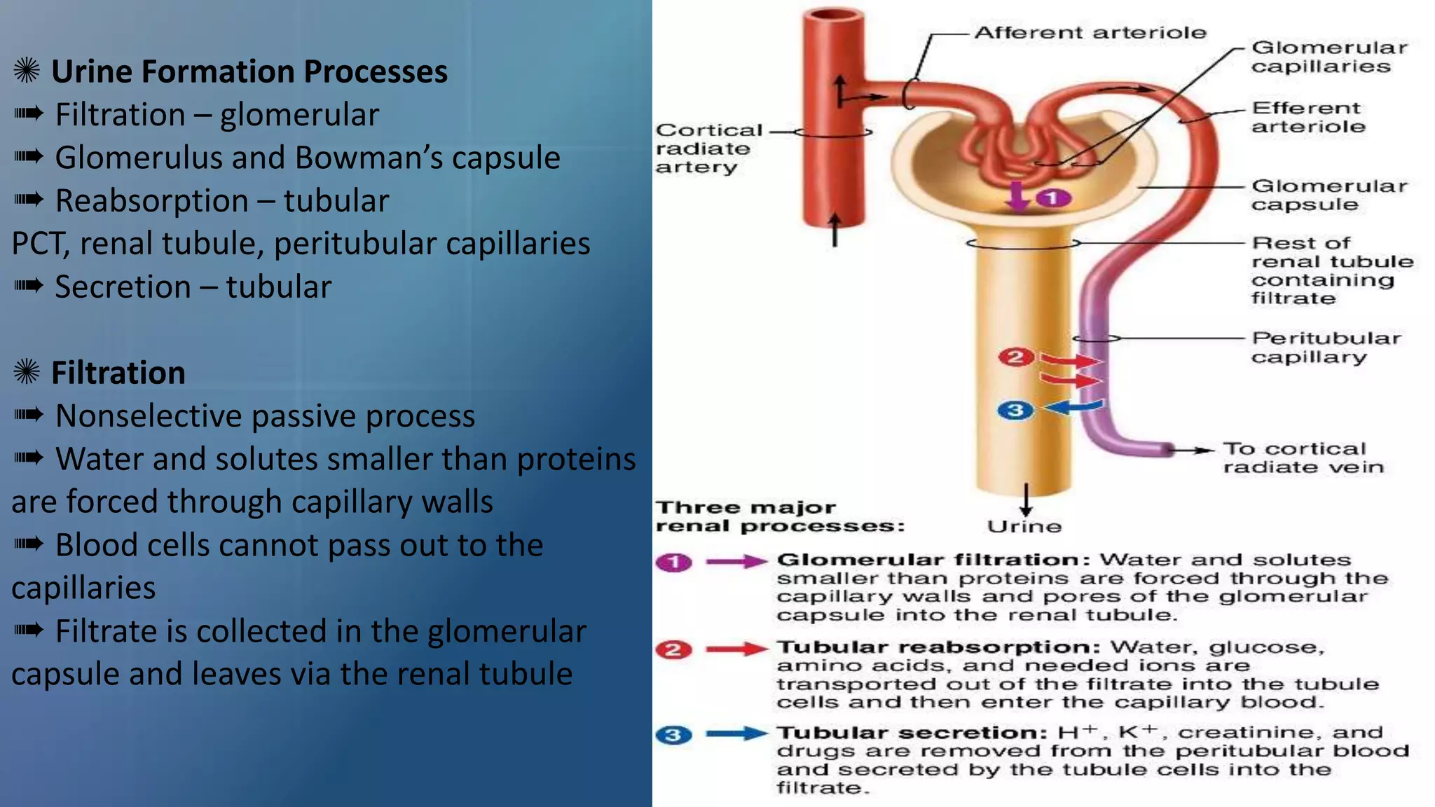 The urinary system.ppt