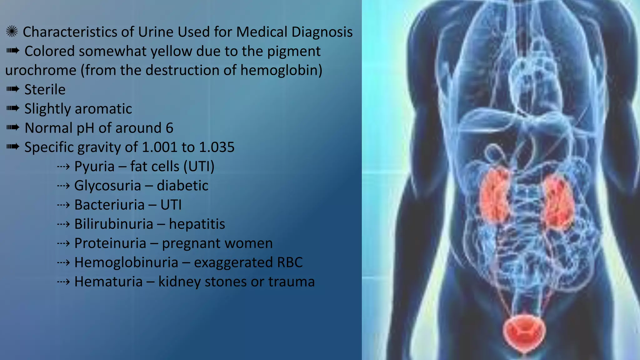 The urinary system.ppt