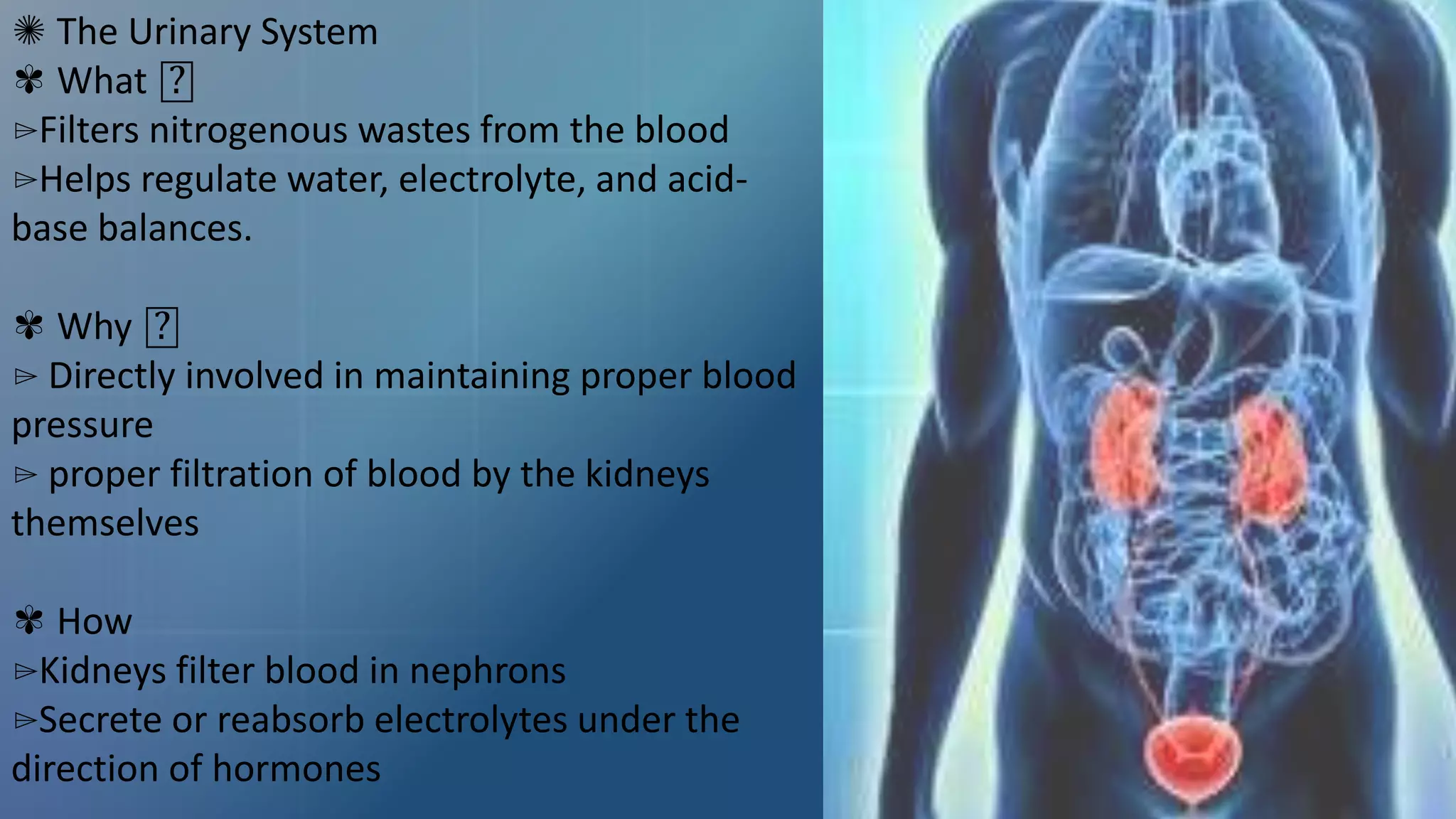 The urinary system.ppt