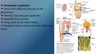 The urinary system.ppt