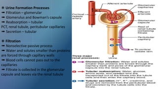 The urinary system.ppt