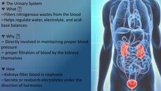 The urinary system.ppt