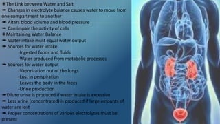 The urinary system.ppt