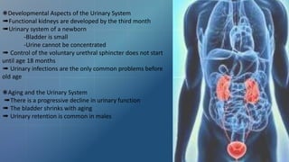 The urinary system.ppt