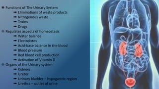 The urinary system.ppt