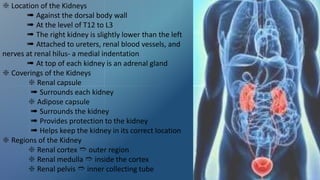 The urinary system.ppt