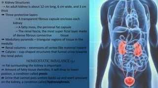 The urinary system.ppt