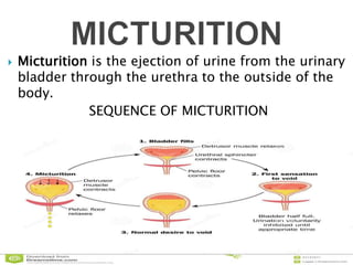 The urinary system | PPTX