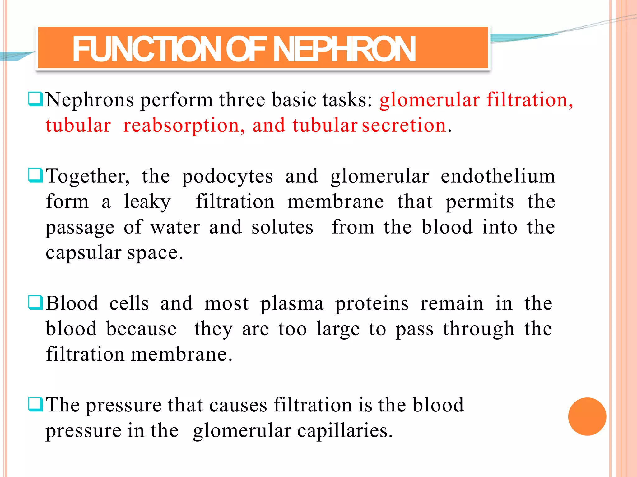 The urinary system | PPTX
