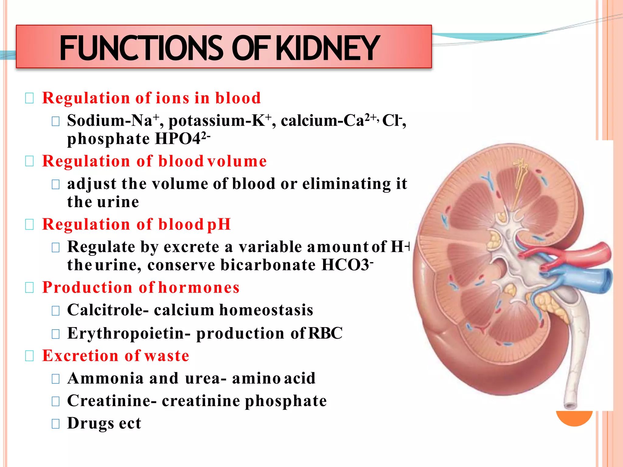 The urinary system | PPTX