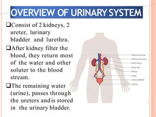 The urinary system | PPTX