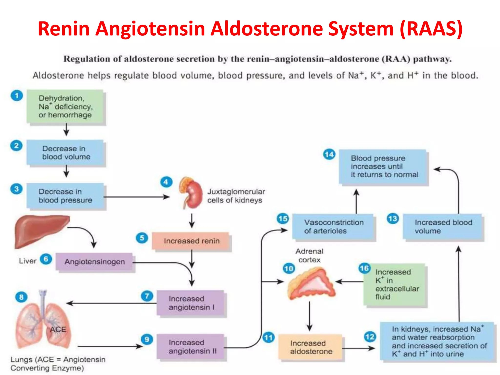 The urinary system | PPTX