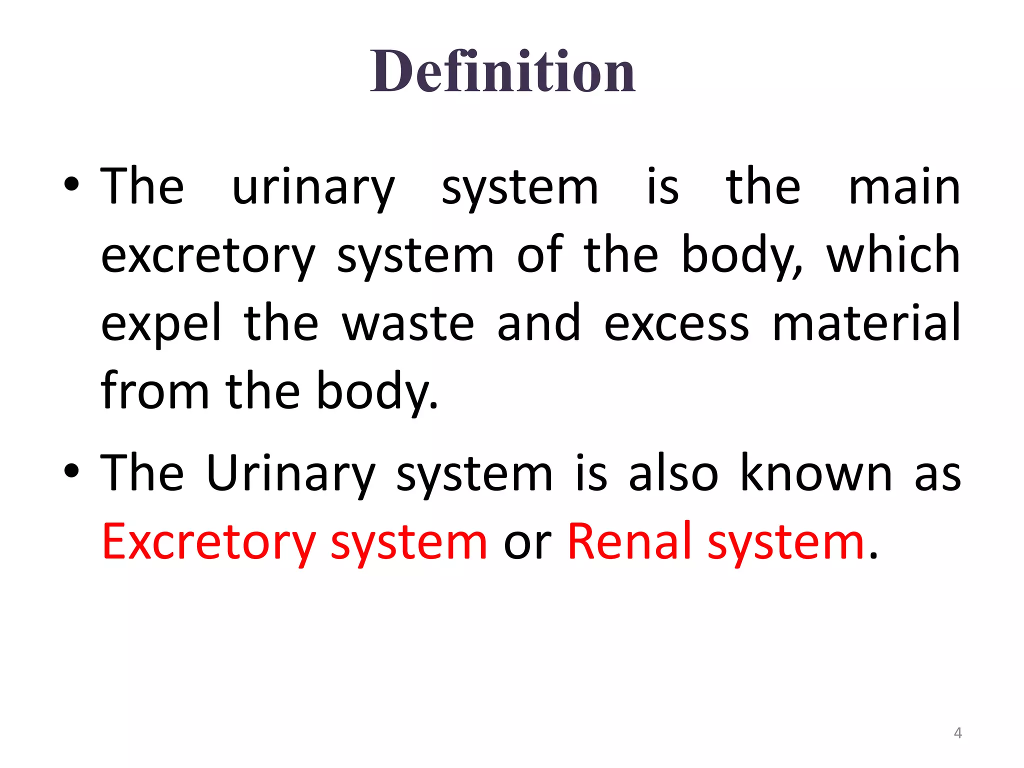 The urinary system | PPTX