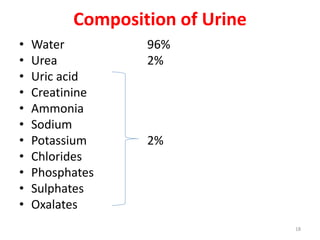 The urinary system | PPTX