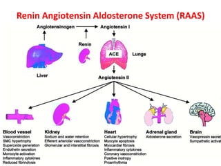 The urinary system | PPTX