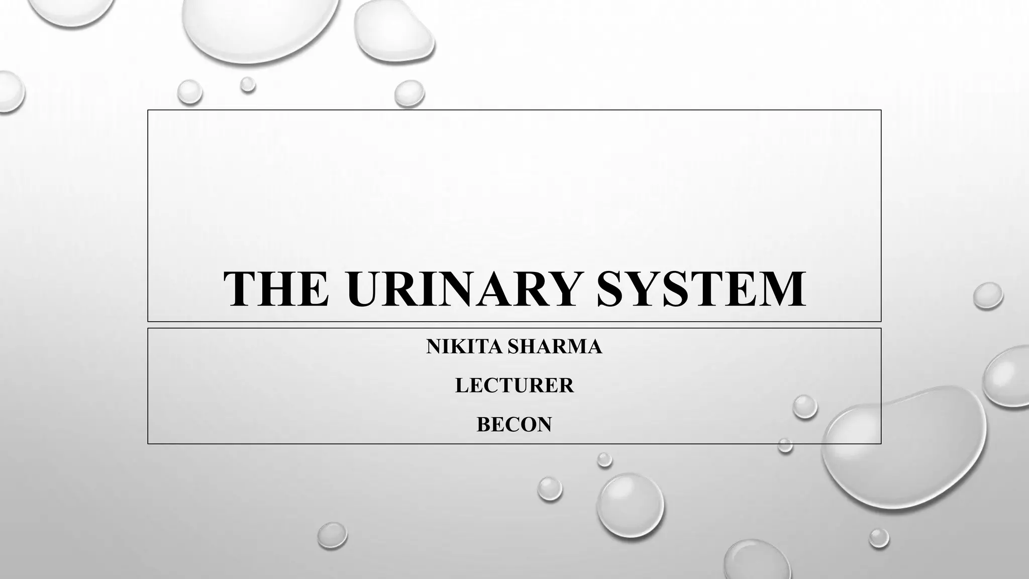 The urinary system | PPTX