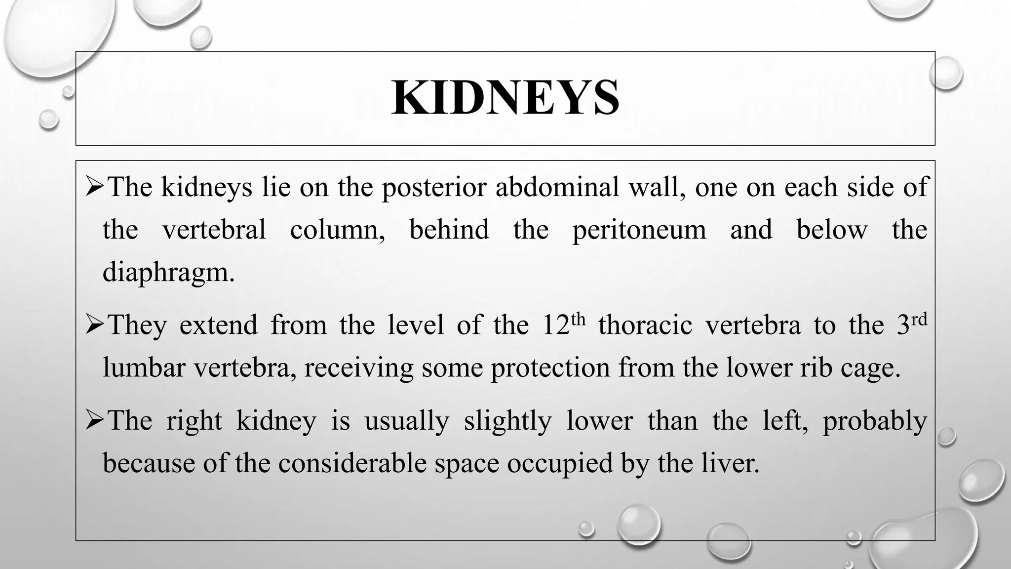 The urinary system | PPTX