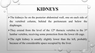 The urinary system | PPTX
