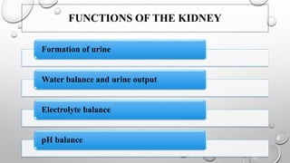 The urinary system | PPTX