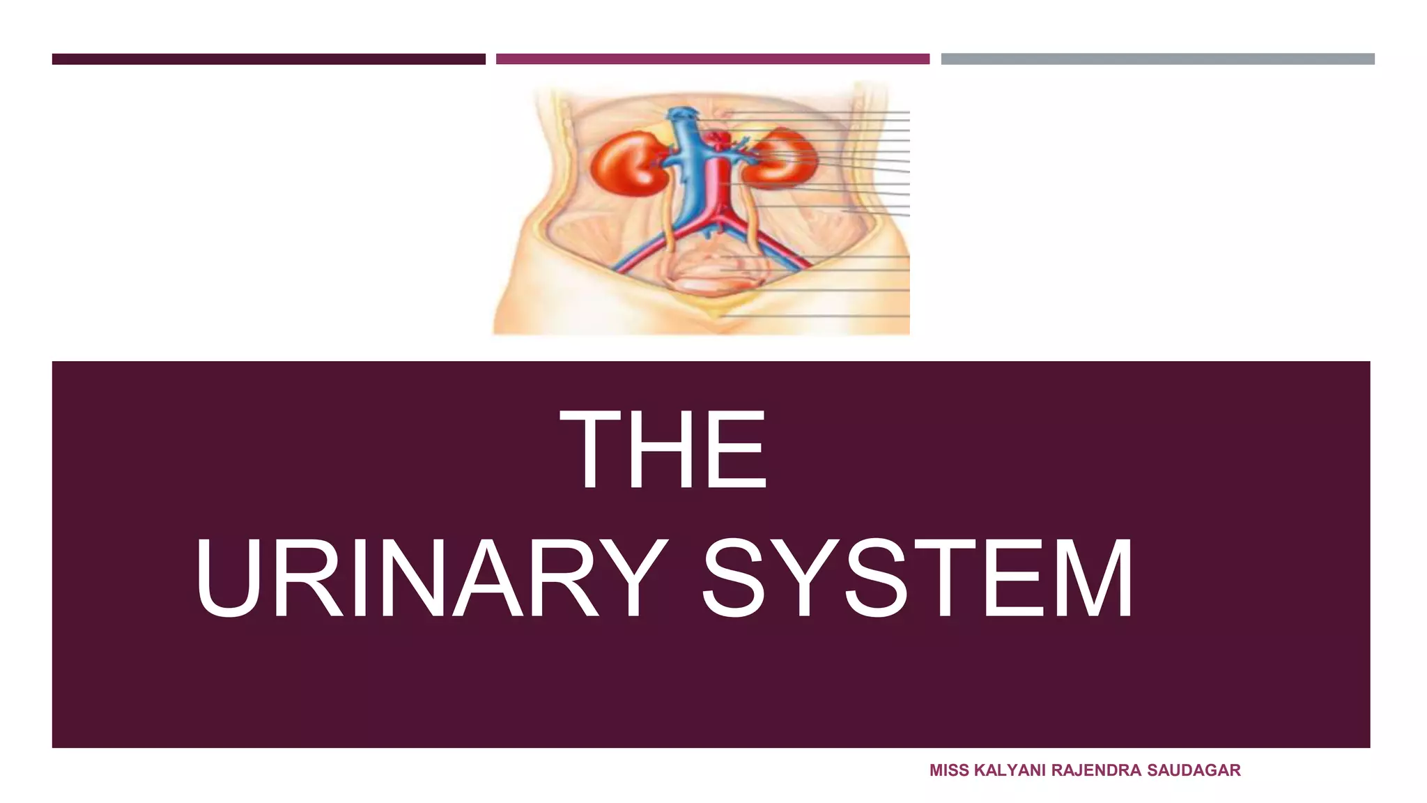 The urinary system | PPT