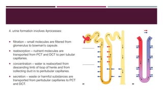 The urinary system | PPT