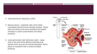 The urinary system | PPT