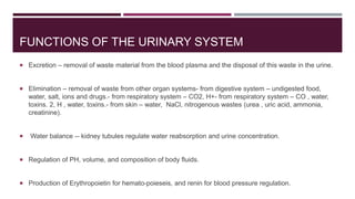 The urinary system | PPT