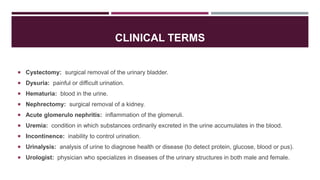 The urinary system | PPTX