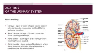 The urinary system | PPT