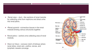 The urinary system | PPTX