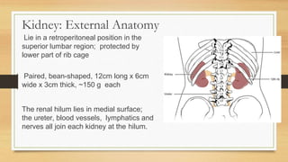 The urinary system | PPTX