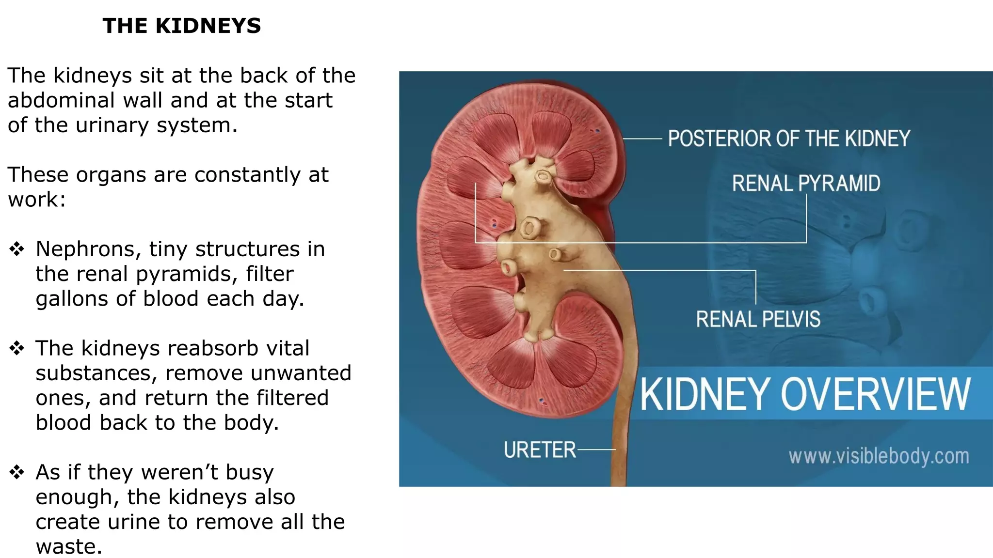 THE URINARY SYSTEM.pdf